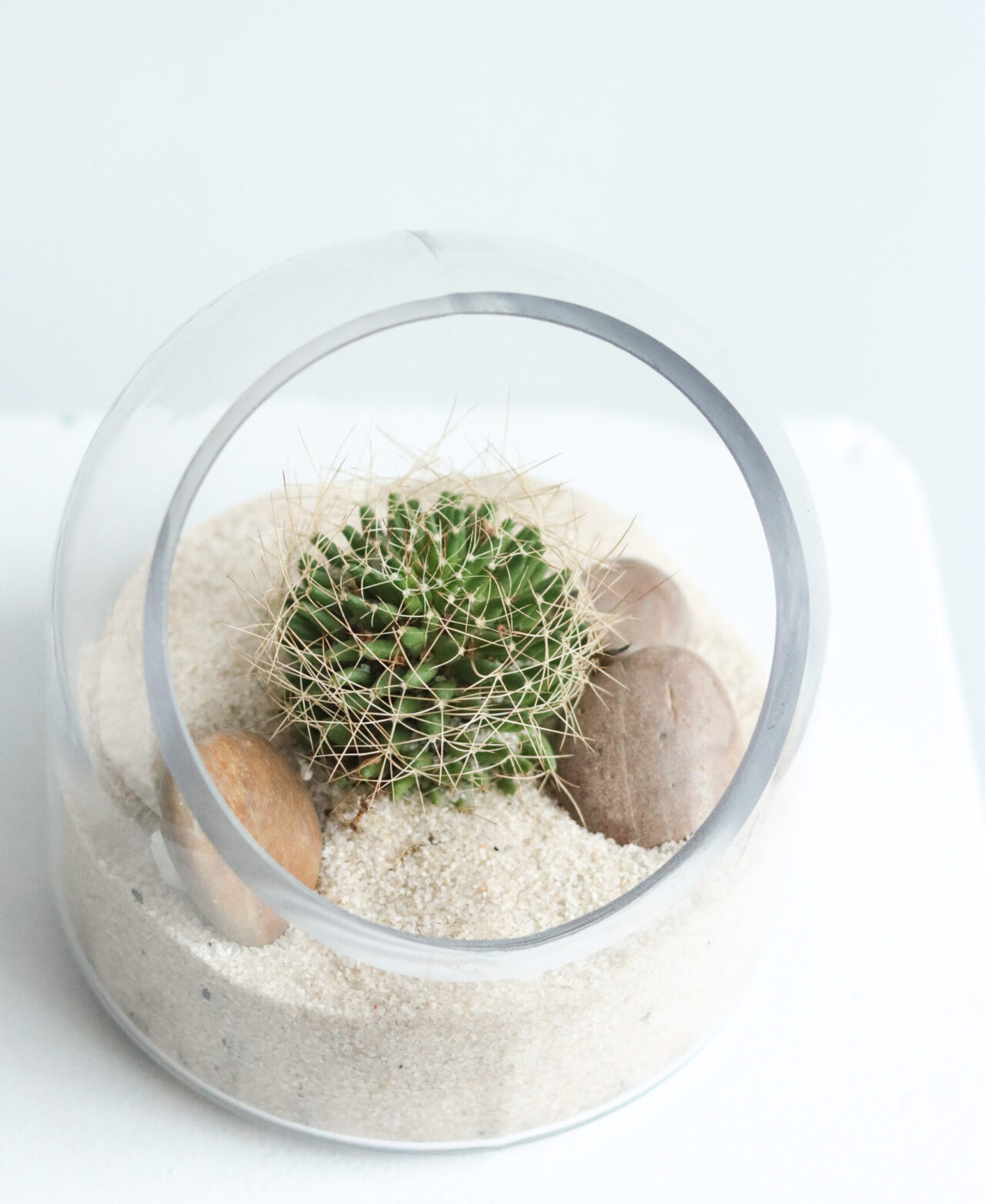 Cacti Dome | PistilFlowers