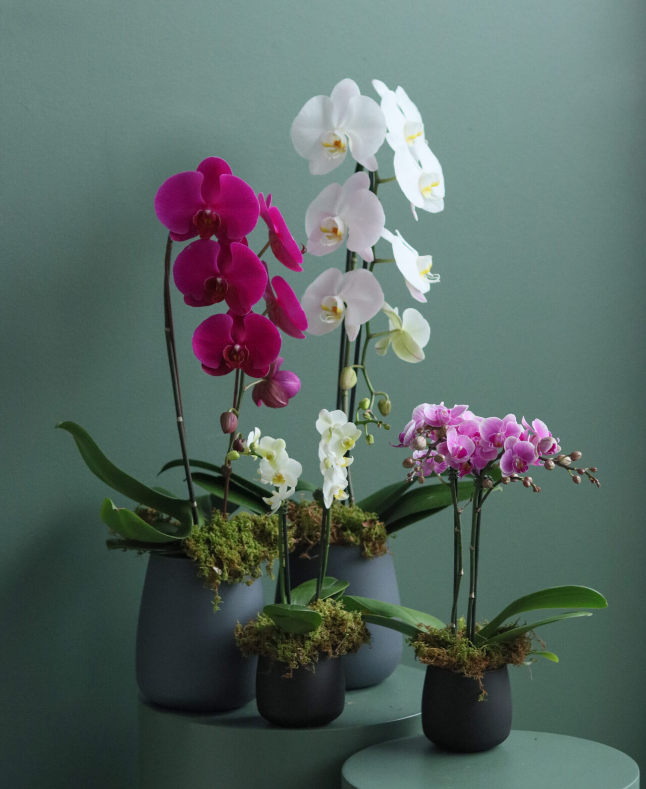 PistilFlowers | Toronto Downtown Florists